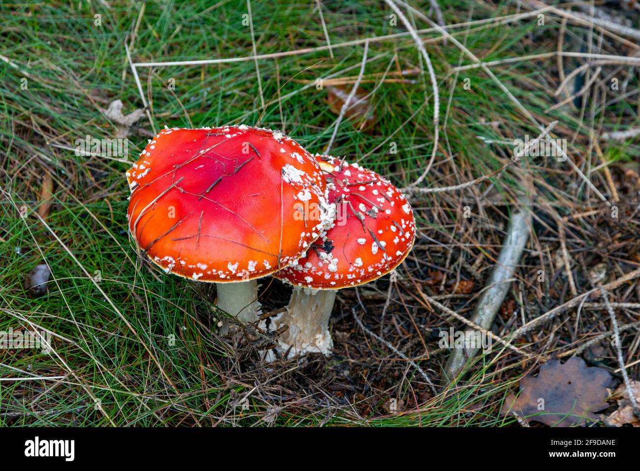The red poisonous mushroom boletus in the forest Stock Photo - Alamy