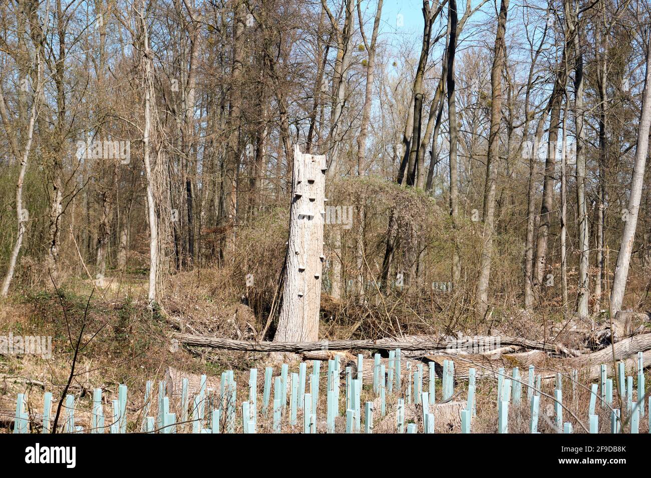 Broken tree with shells on it in a thicket Stock Photo - Alamy