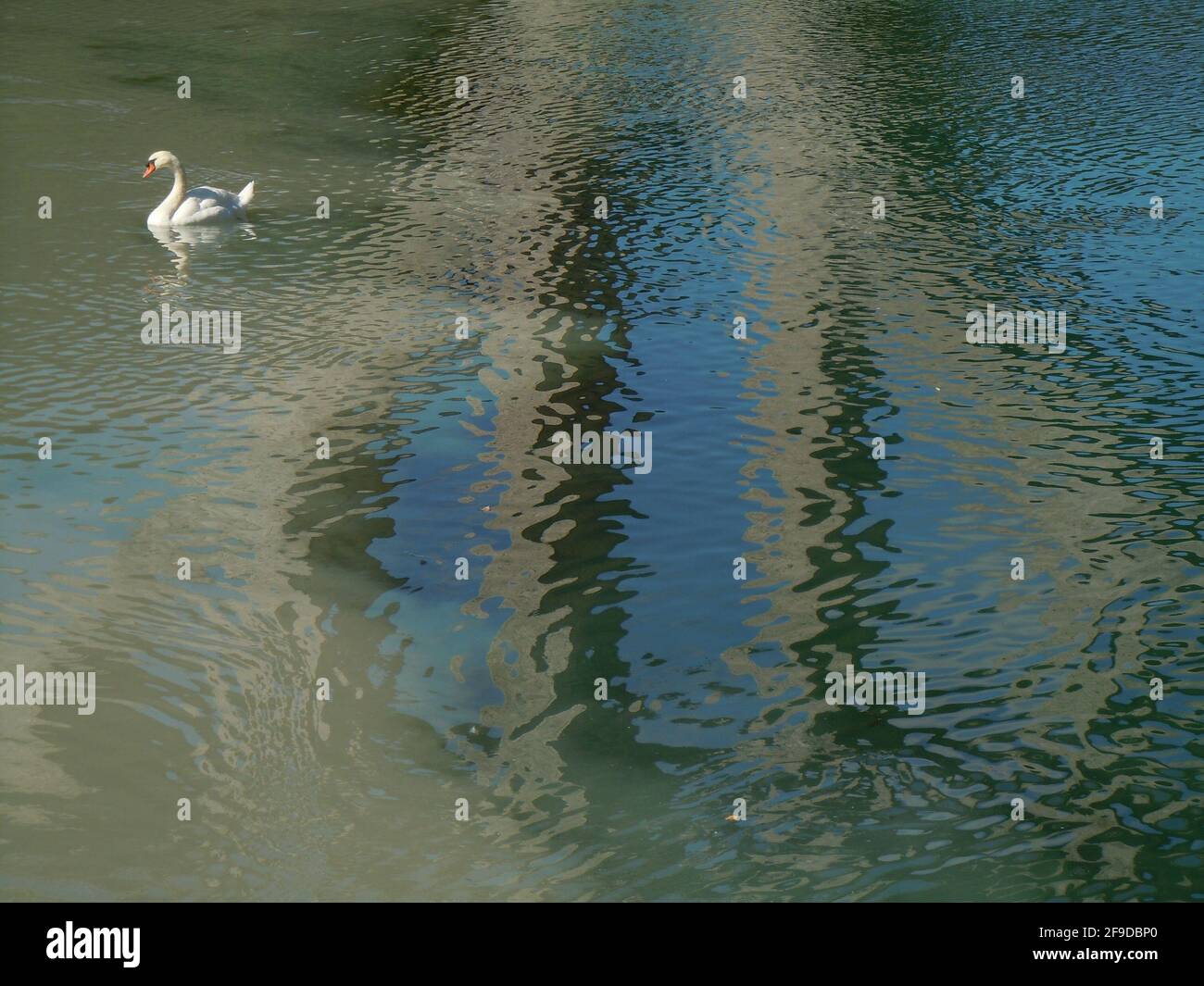 Peaceful swan swimming on the water surface Stock Photo - Alamy