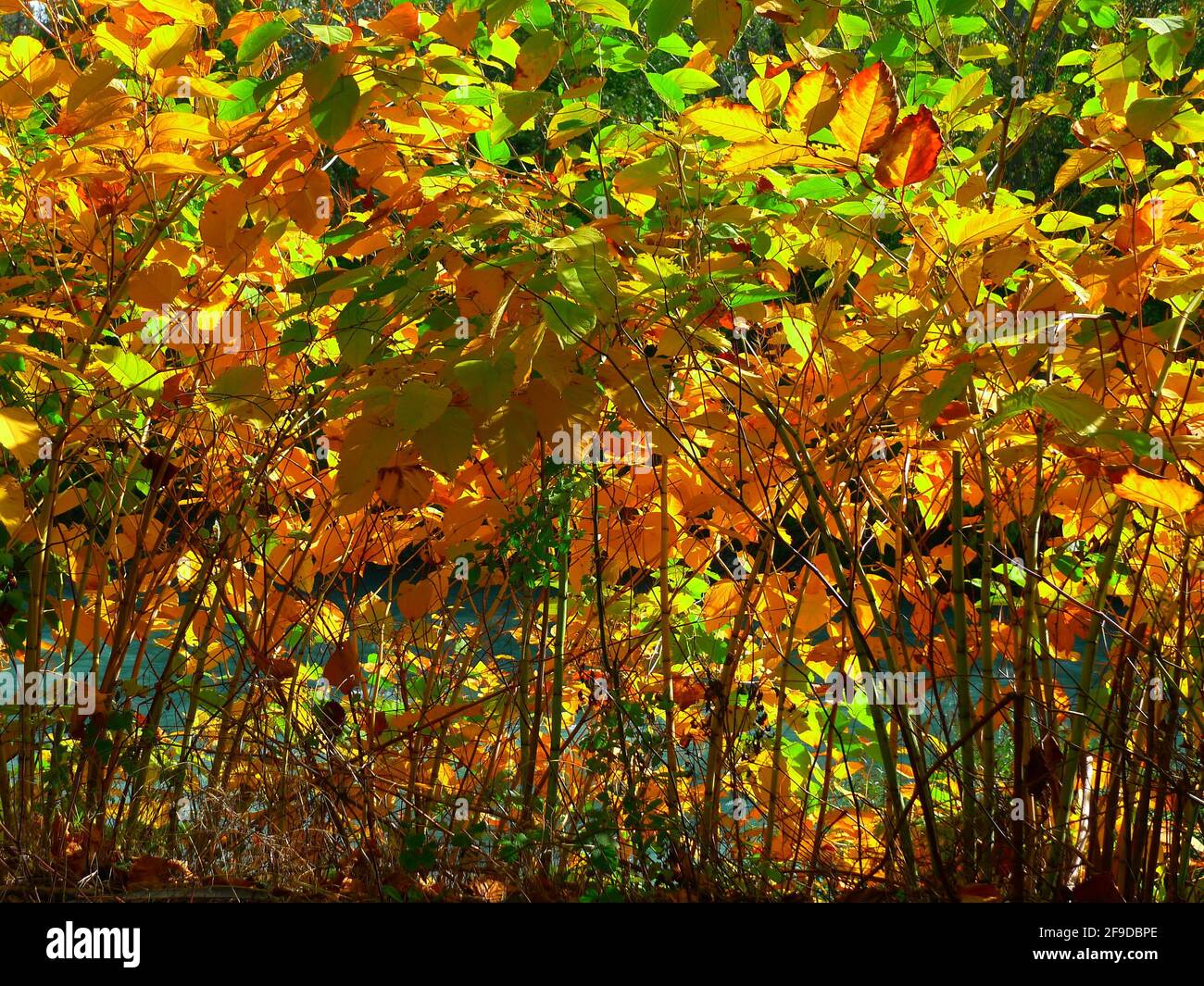 Green leaf cover hi-res stock photography and images - Alamy
