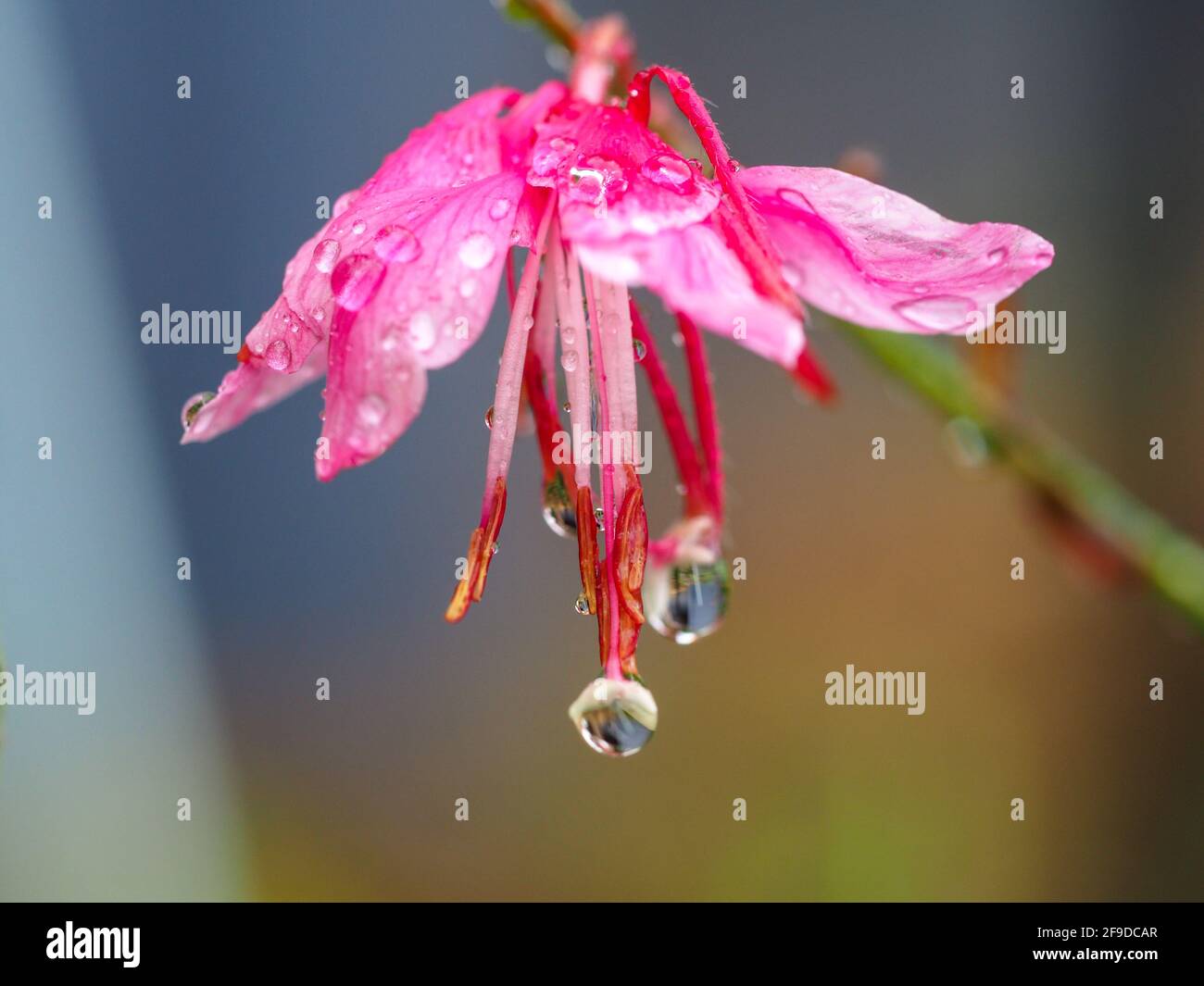 Pretty pink Gaura, Butterfly Bush flower drooping down with the weight ...
