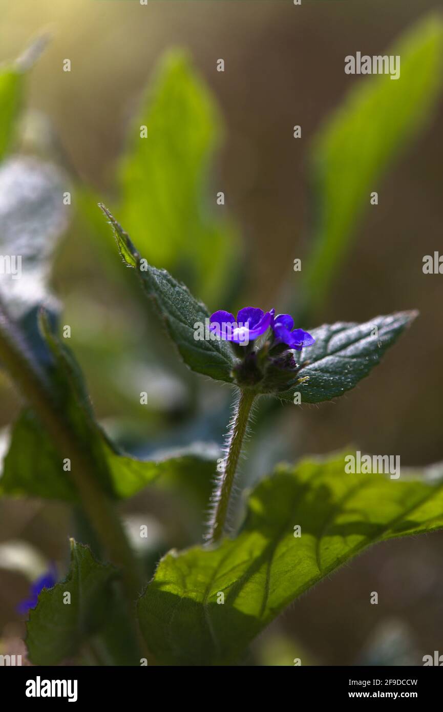 Evergreen bugloss pentaglottis sempervirens hi-res stock photography ...