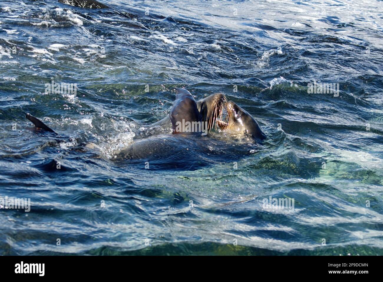 Sea lion swimming in a tidal pool at Punta Espinoza, Fernandina Island ...