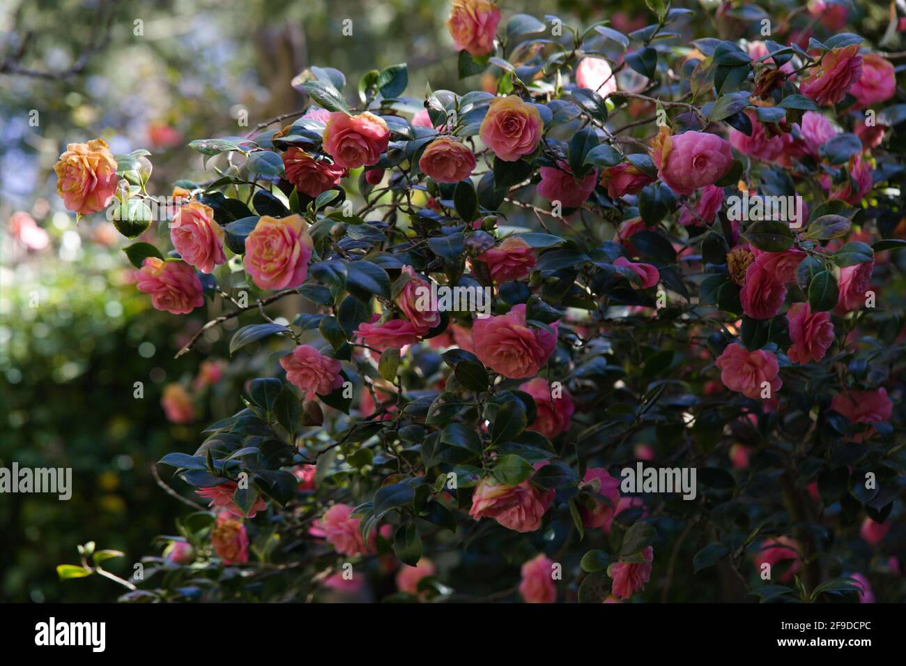 View of a harmonious cascade of fresh pink climbing roses growing ...