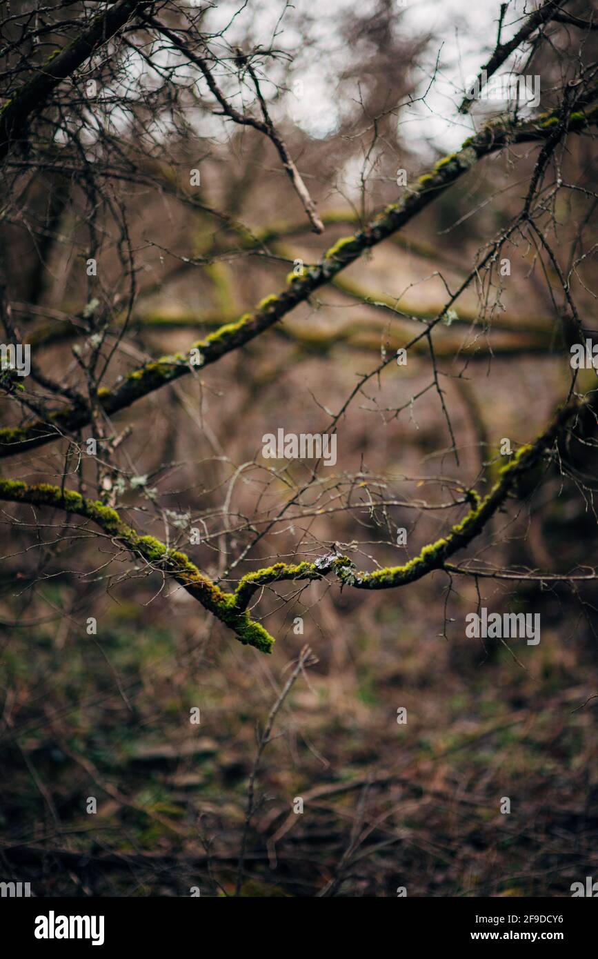 Old mossy trees with crooked branches and roots Stock Photo - Alamy