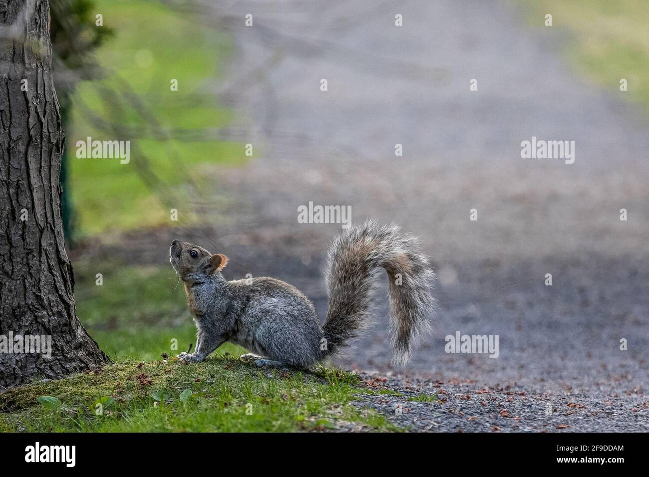 Red squirrel in Montreal, Quebec, Canada Stock Photo - Alamy
