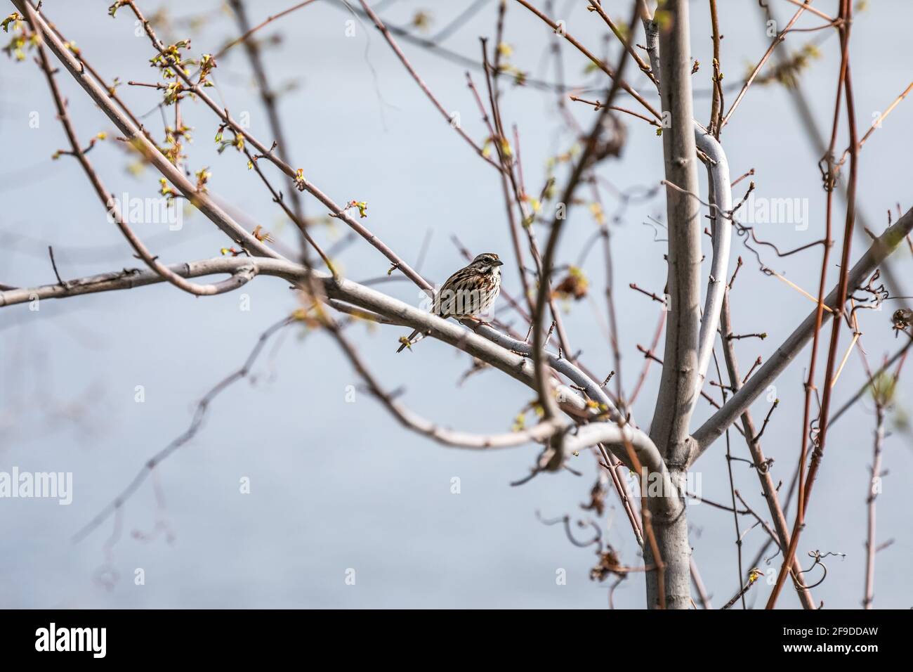 Bird in a tree Stock Photo - Alamy