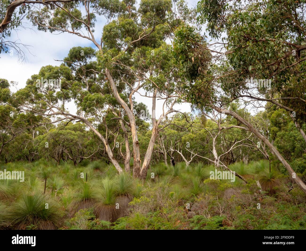 Grass Trees along the bushwalking trails through Green's Bush, The ...