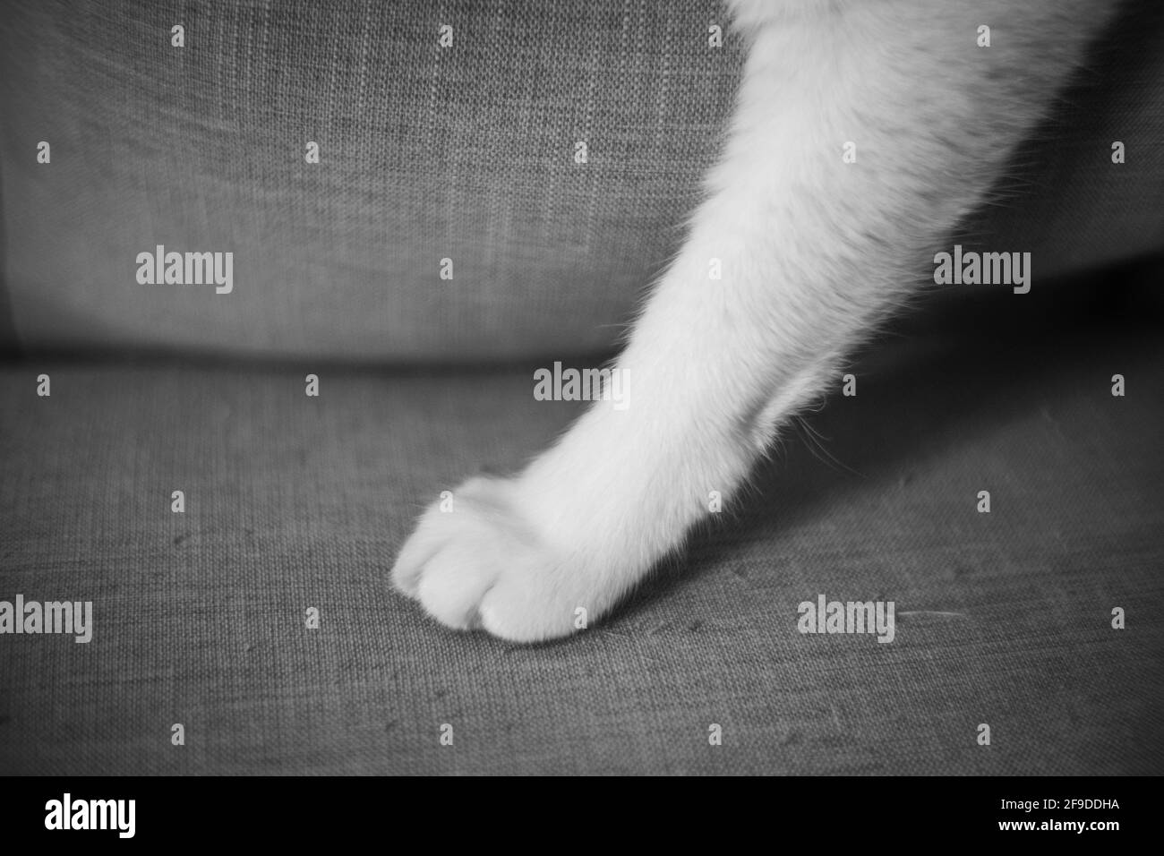 A closeup of a white cat's foot on the couch Stock Photo - Alamy