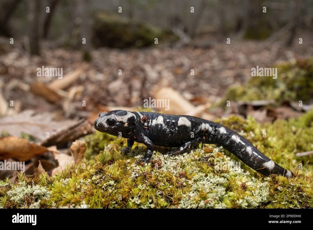 Marbled salamander - Ambystoma opacum Stock Photo - Alamy