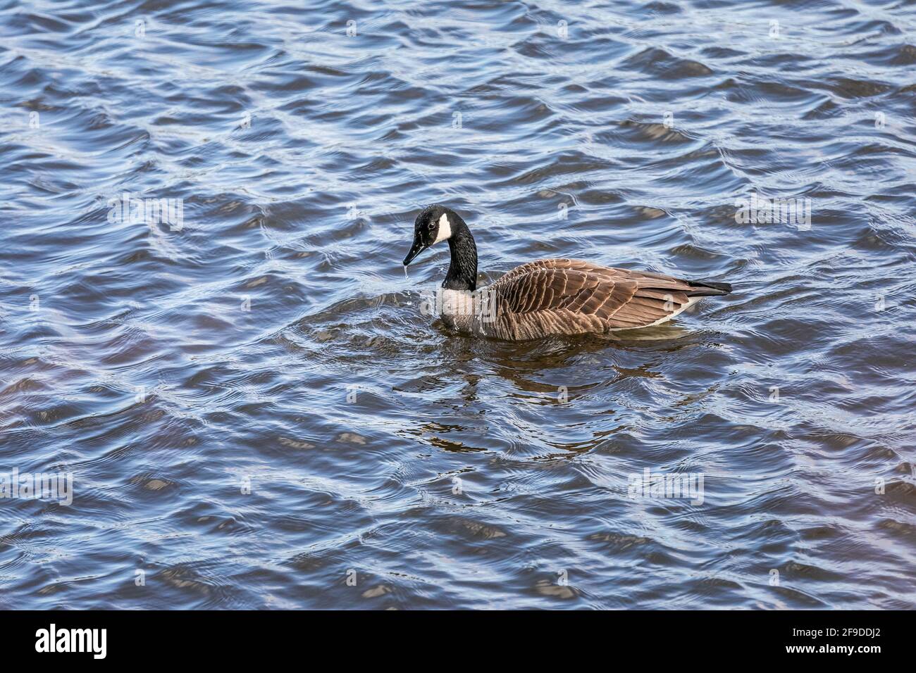 Canada goose swimming in the river Stock Photo - Alamy