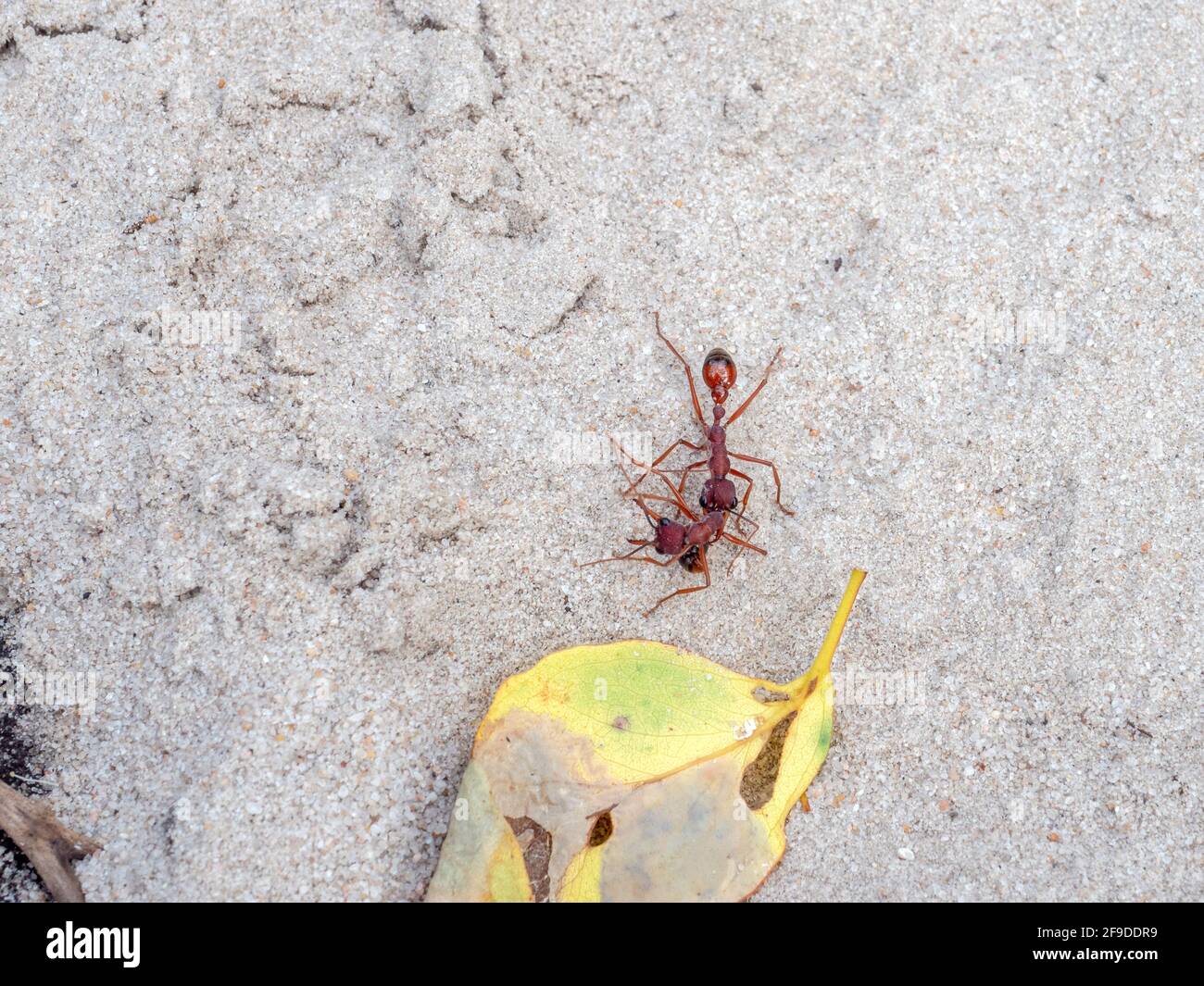 Fighting Bull Ants, Victoria, Australia Stock Photo - Alamy