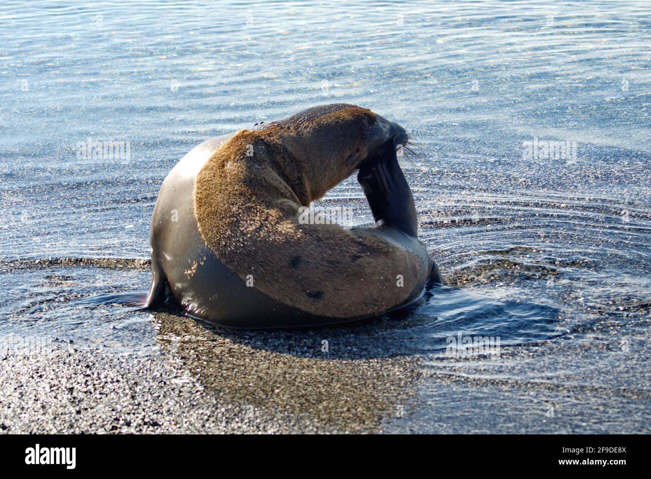 Sea lion scratching itself on the beach at Punta Espinoza, Fernandina ...