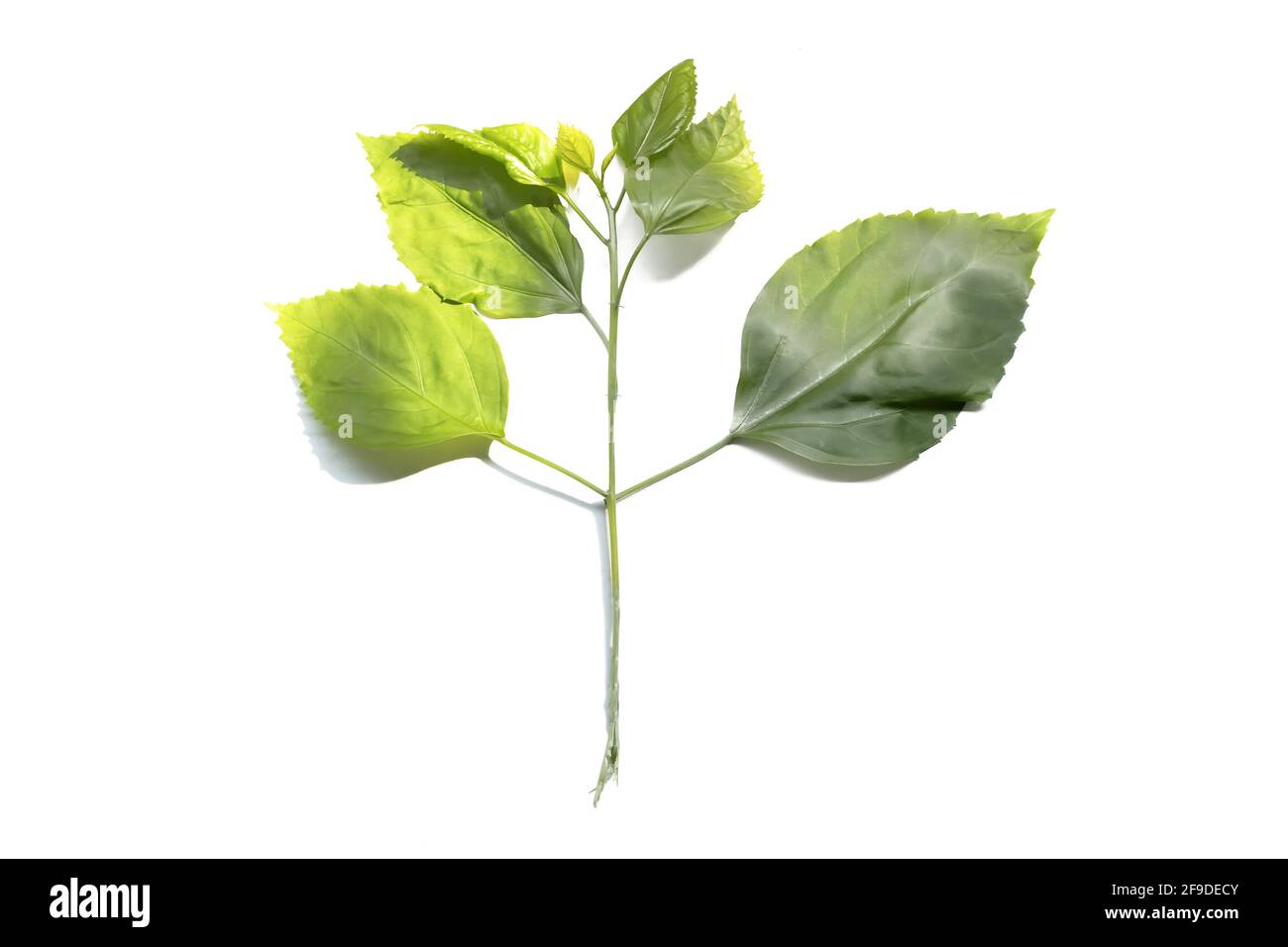 A top view of joint leaves laid on a plain white background Stock Photo ...