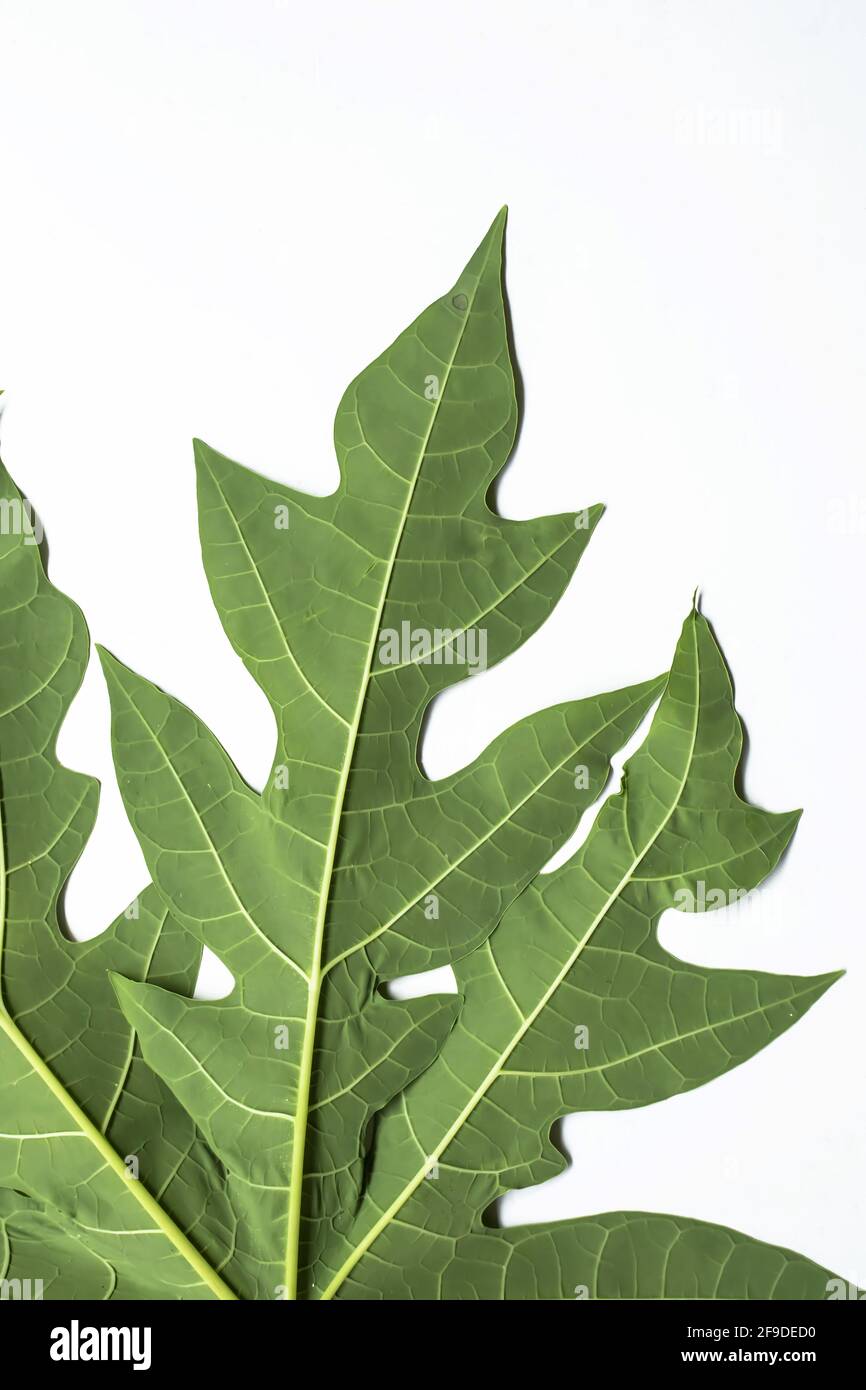 A vertical shot of pointy large leaves on an empty white background ...