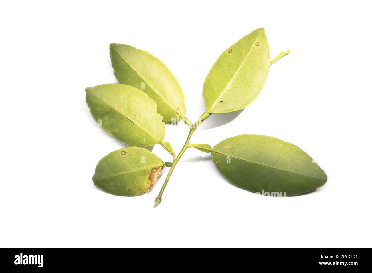 A joint leaf with five heads set on a smooth white background Stock ...
