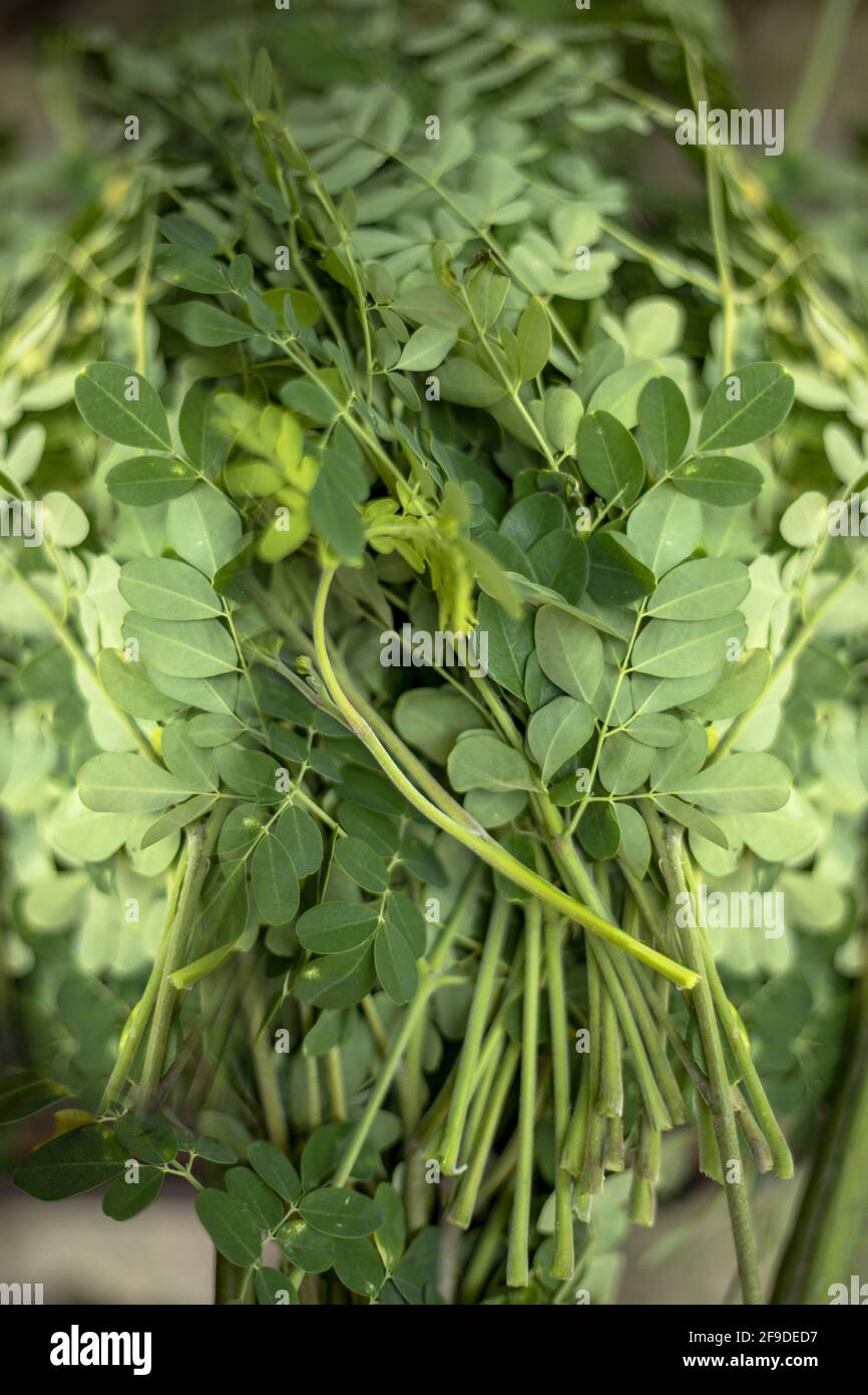 A vertical shot of a bush full of leaves with long green stems in a ...