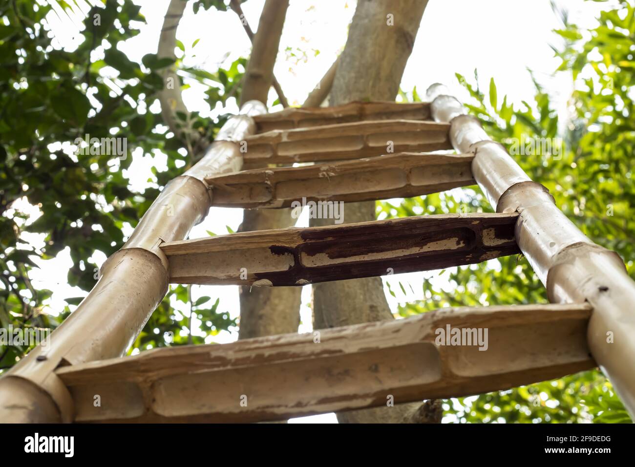 A low angle shot of a wooden ladder against a tree in a beautiful ...