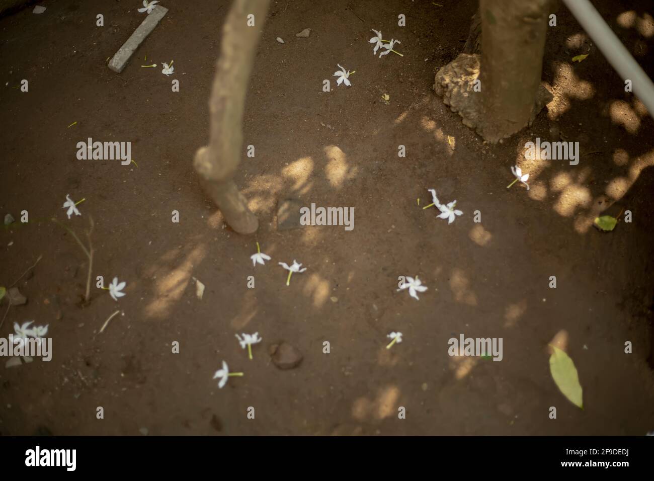 A top view of fallen white flowers in a garden with sun shining through ...