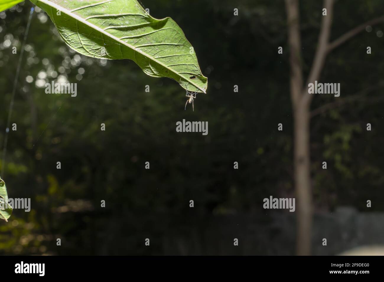 A tiny spider hanging from the edge of a broad green leaf in a garden ...