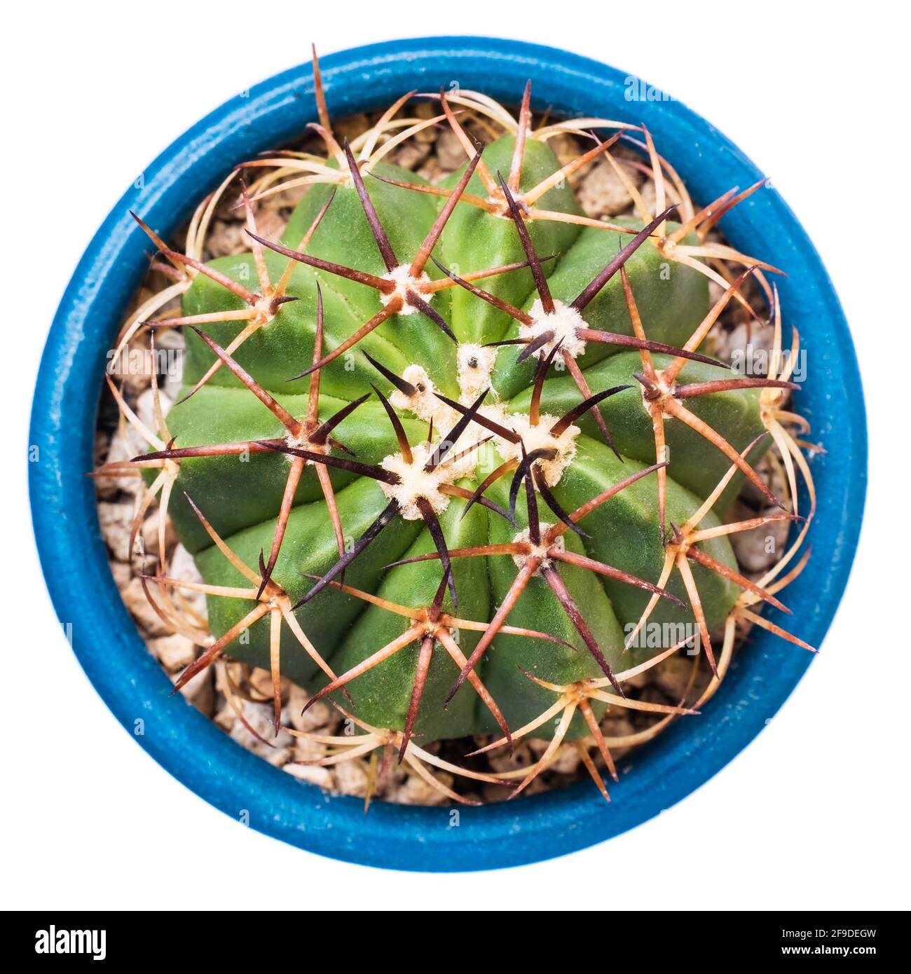 Small globed shaped cactus on a pot - Isolated on white Stock Photo - Alamy