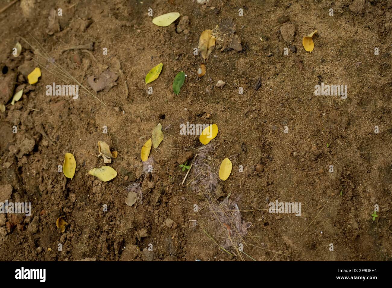 The brown dirty ground in a sunny garden with fallen leaves and rocks ...