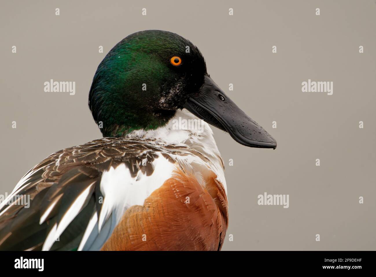 Yellow eyed duck hi-res stock photography and images - Alamy