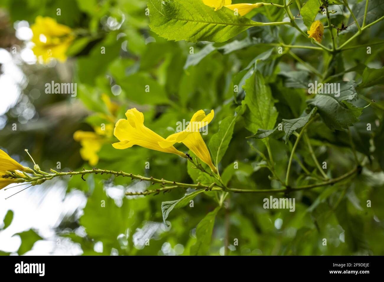 A closeup of yellow flowers on a tiny twig in a pea tree on a bright ...