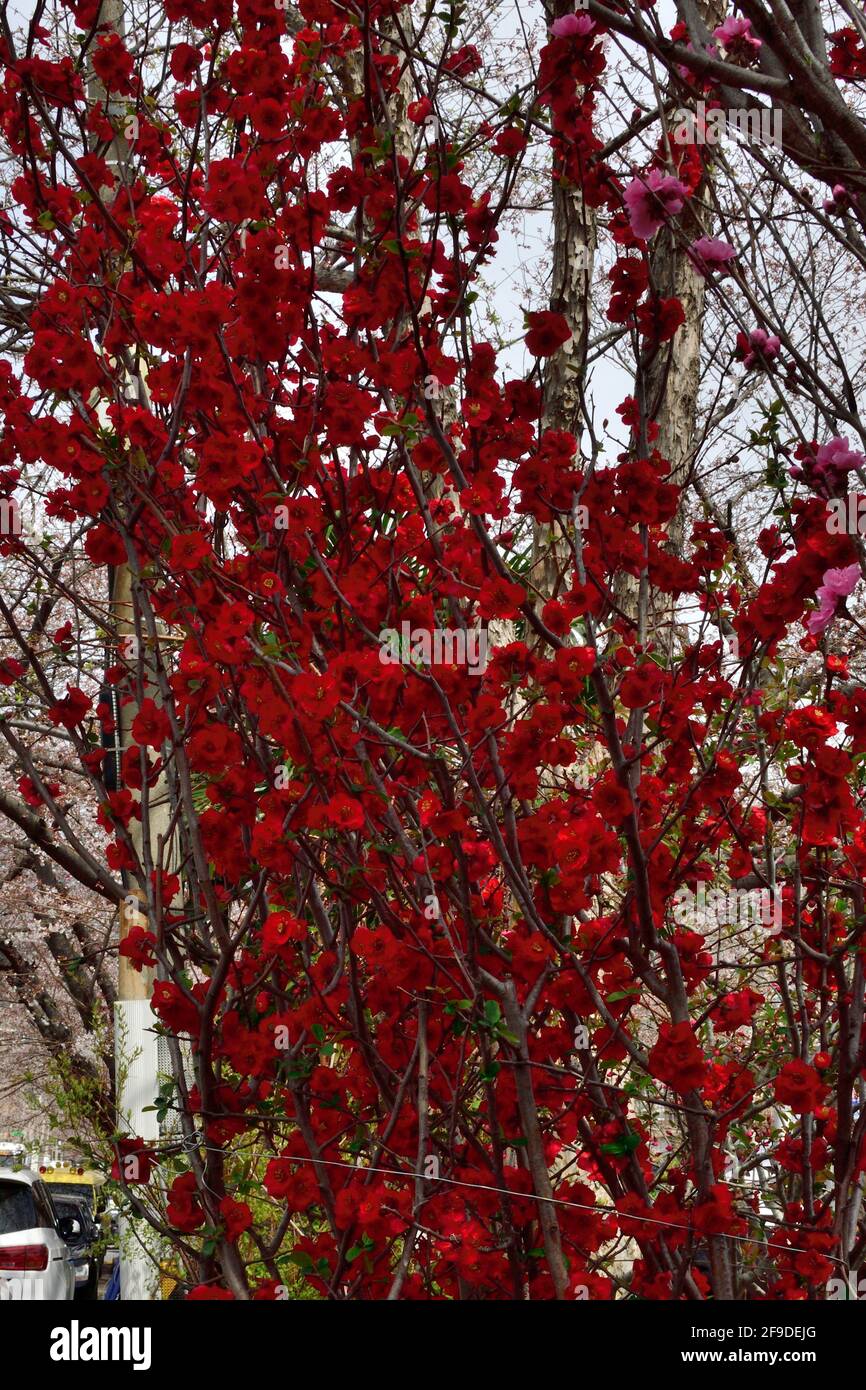 Flowering tree with tourist hi-res stock photography and images - Alamy