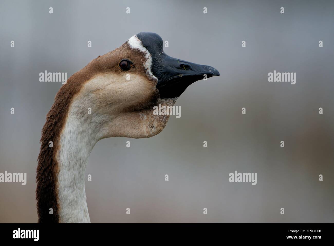 A side view of a brown goose with a black beak looking ahead Stock ...