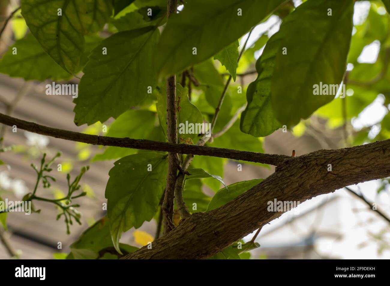 Hanging down from the branches of a tree hi-res stock photography and ...