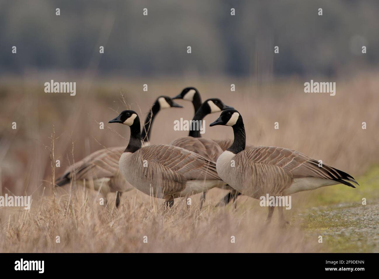 A group of gray geese walking together in a field of dry grass Stock ...