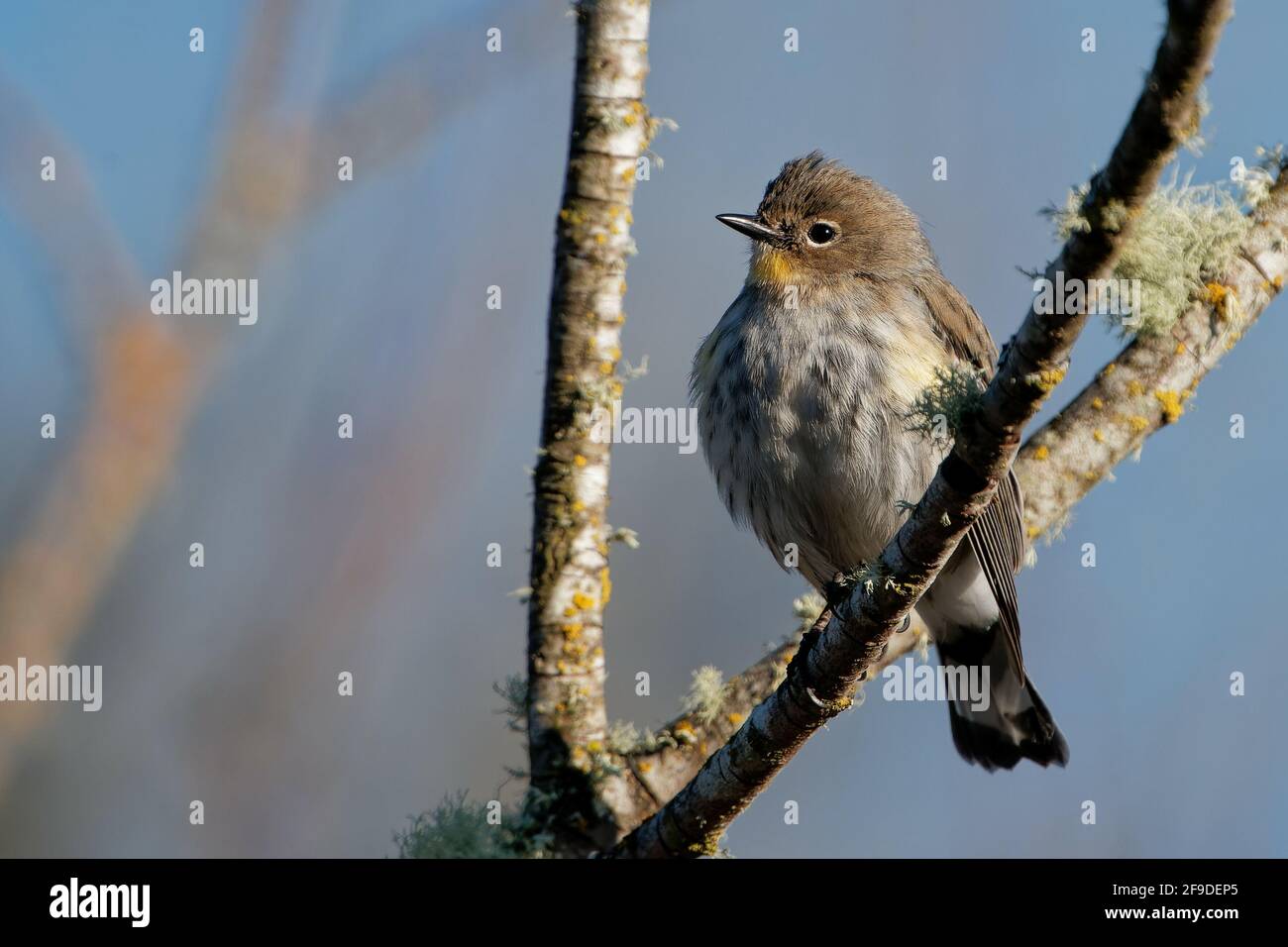 A brown warbler bird with white belly standing in between narrow ...