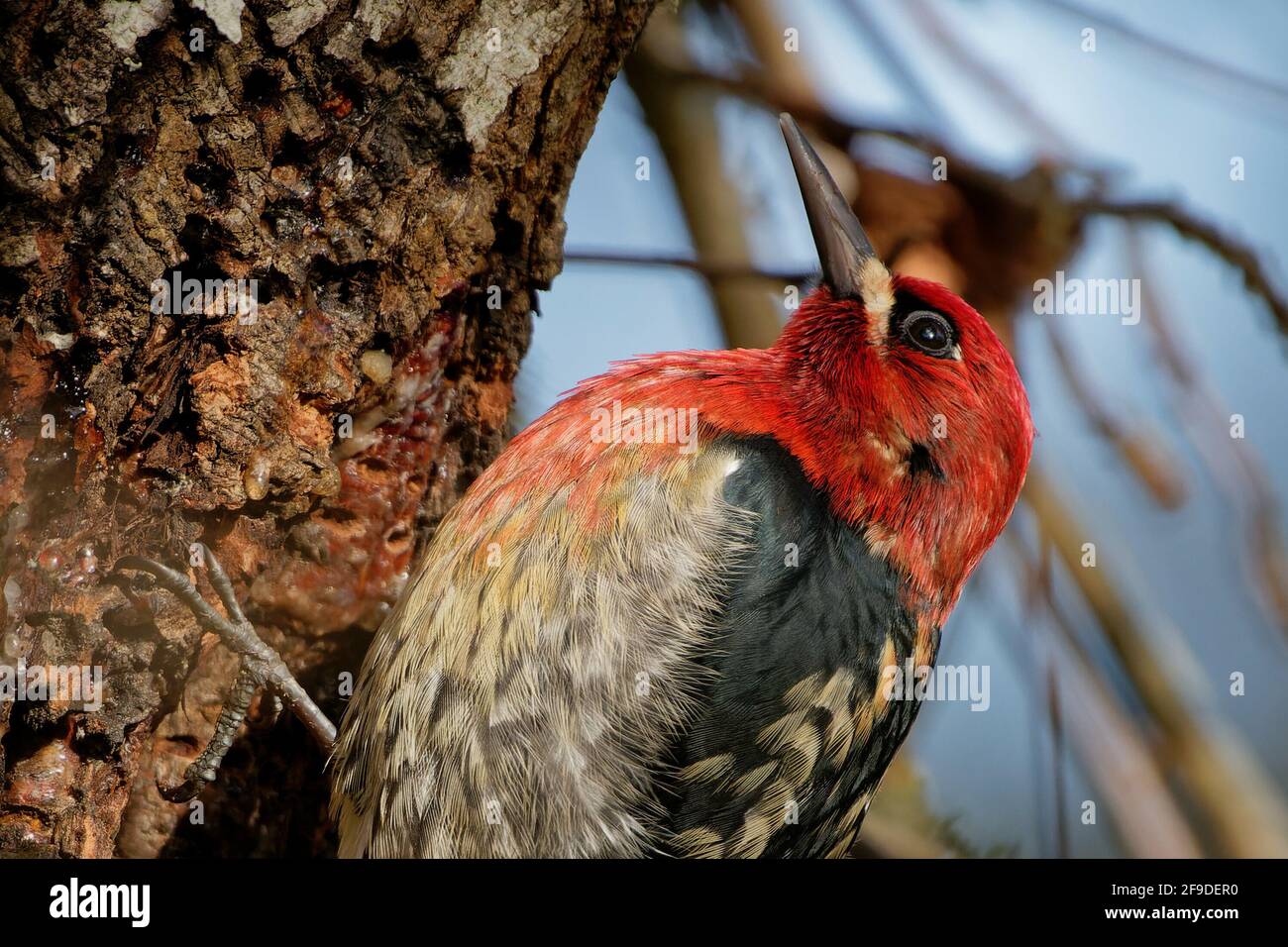 A side view of a chubby warbler bird standing on a tree with a ...