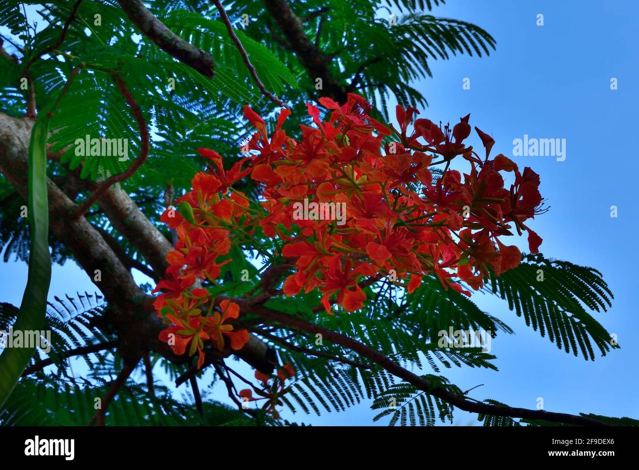 Flowering nature natural hi-res stock photography and images - Alamy