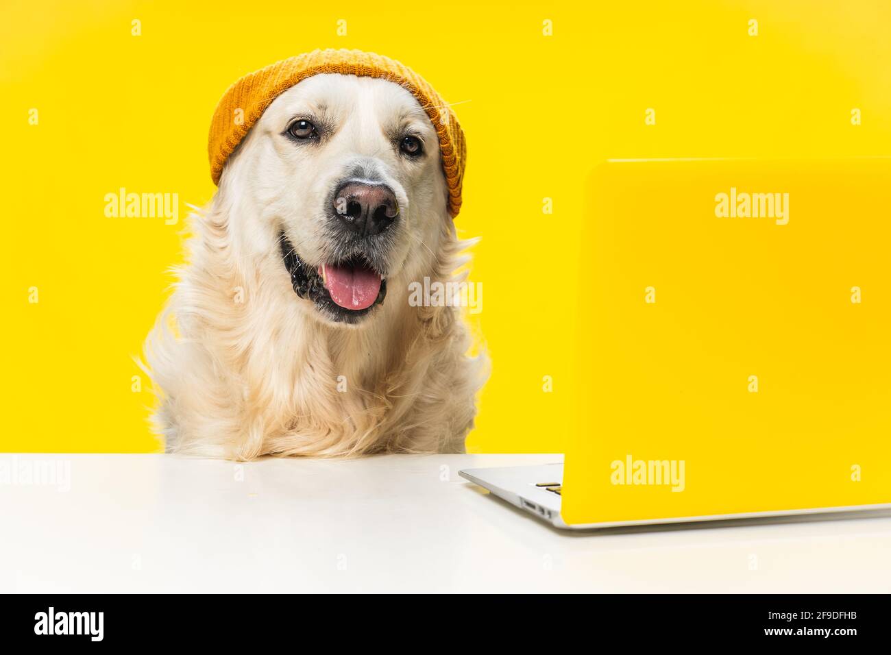 Wearing bonnet hi-res stock photography and images - Alamy