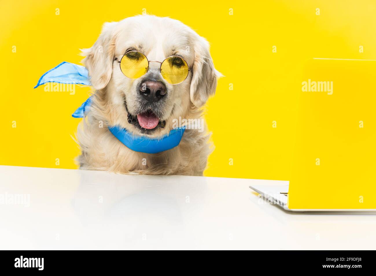 A smart labrador dog wearing specs in front of a laptop against a ...