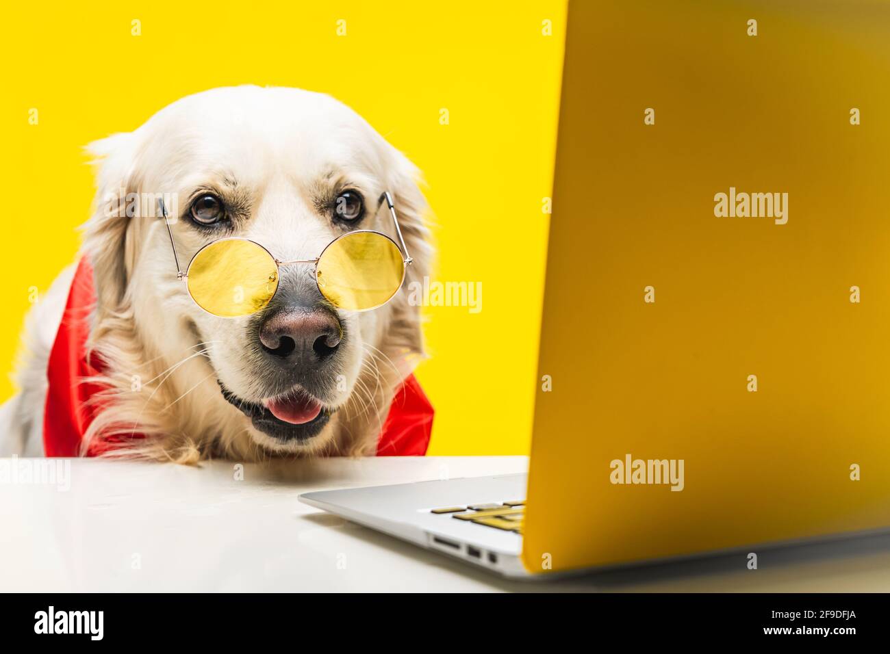 A smart labrador dog wearing specs in front of a laptop against a ...