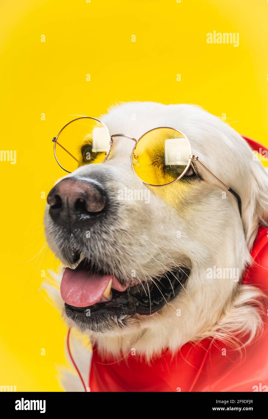 A smart dog wearing specs, red clothes isolated on yellow background ...