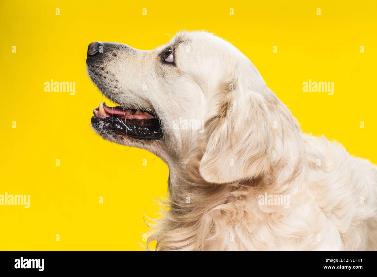 A side view of a golden retriever isolated on yellow background Stock ...