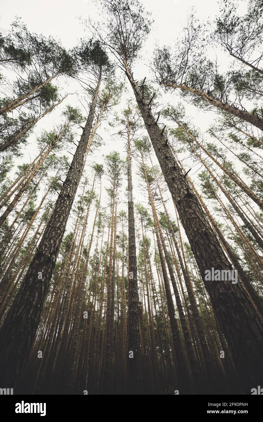 A low angle of tall fir tree in a forest in the countryside Stock Photo ...