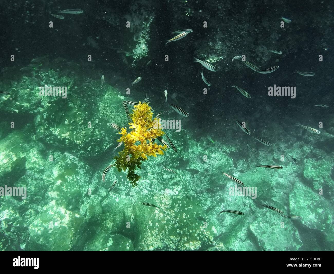School of silver fish around a clump of seaweed at Punta Cormorant ...