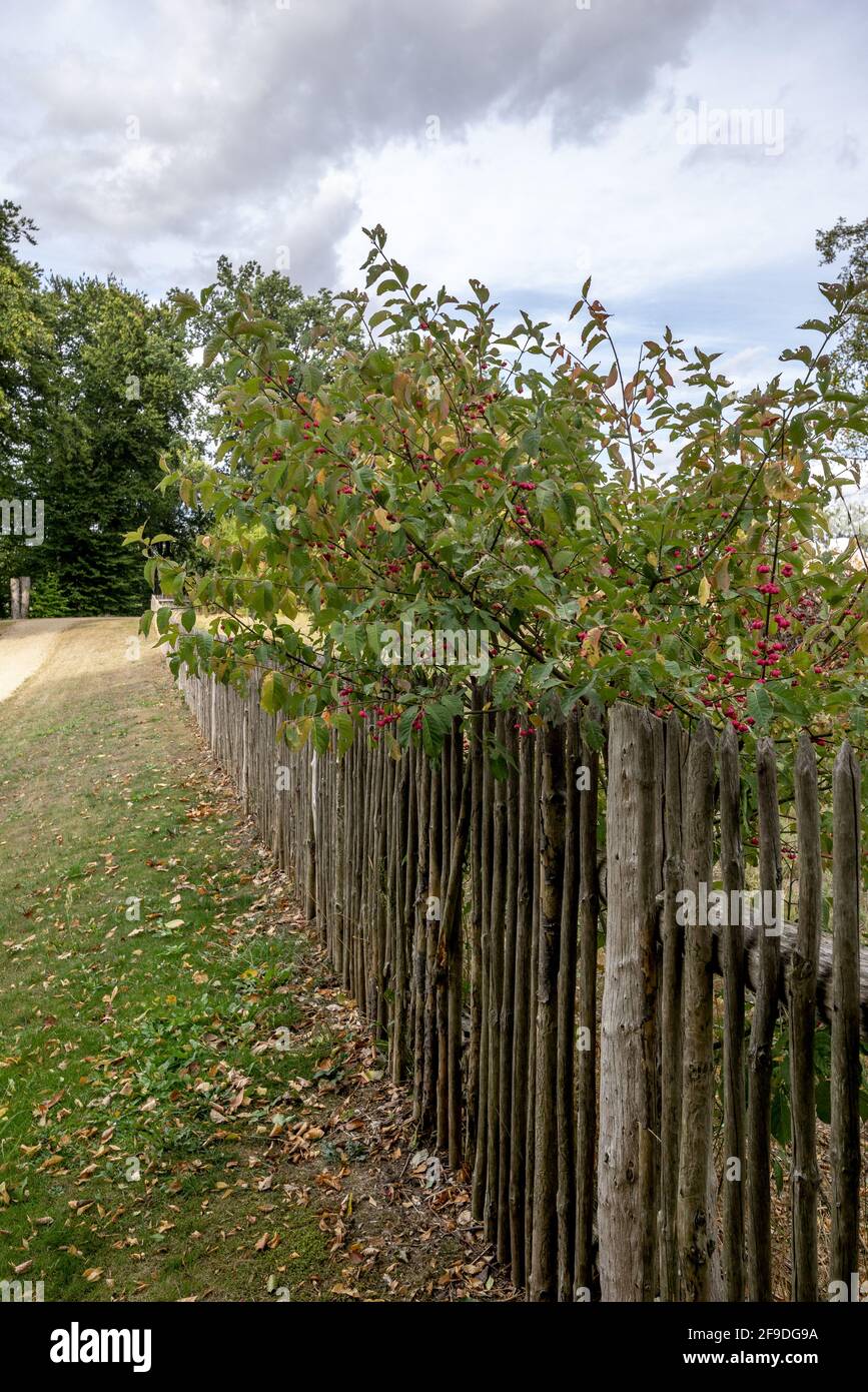 A beautiful view of a plant growing over the wooden fence in the field ...