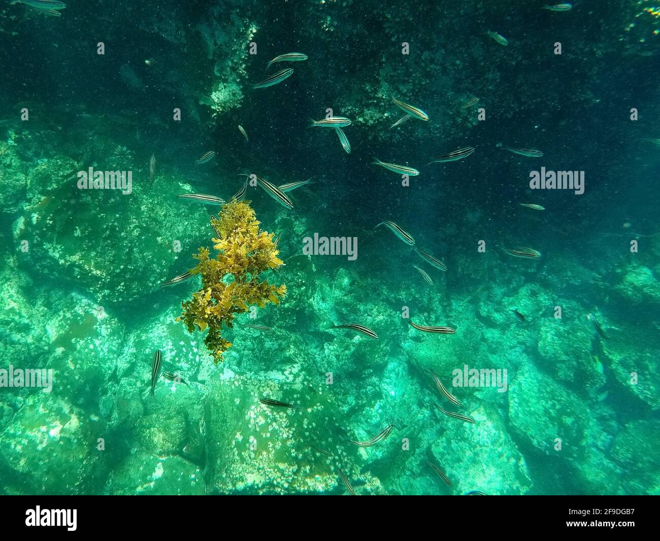 School of silver fish around a clump of seaweed at Punta Cormorant ...