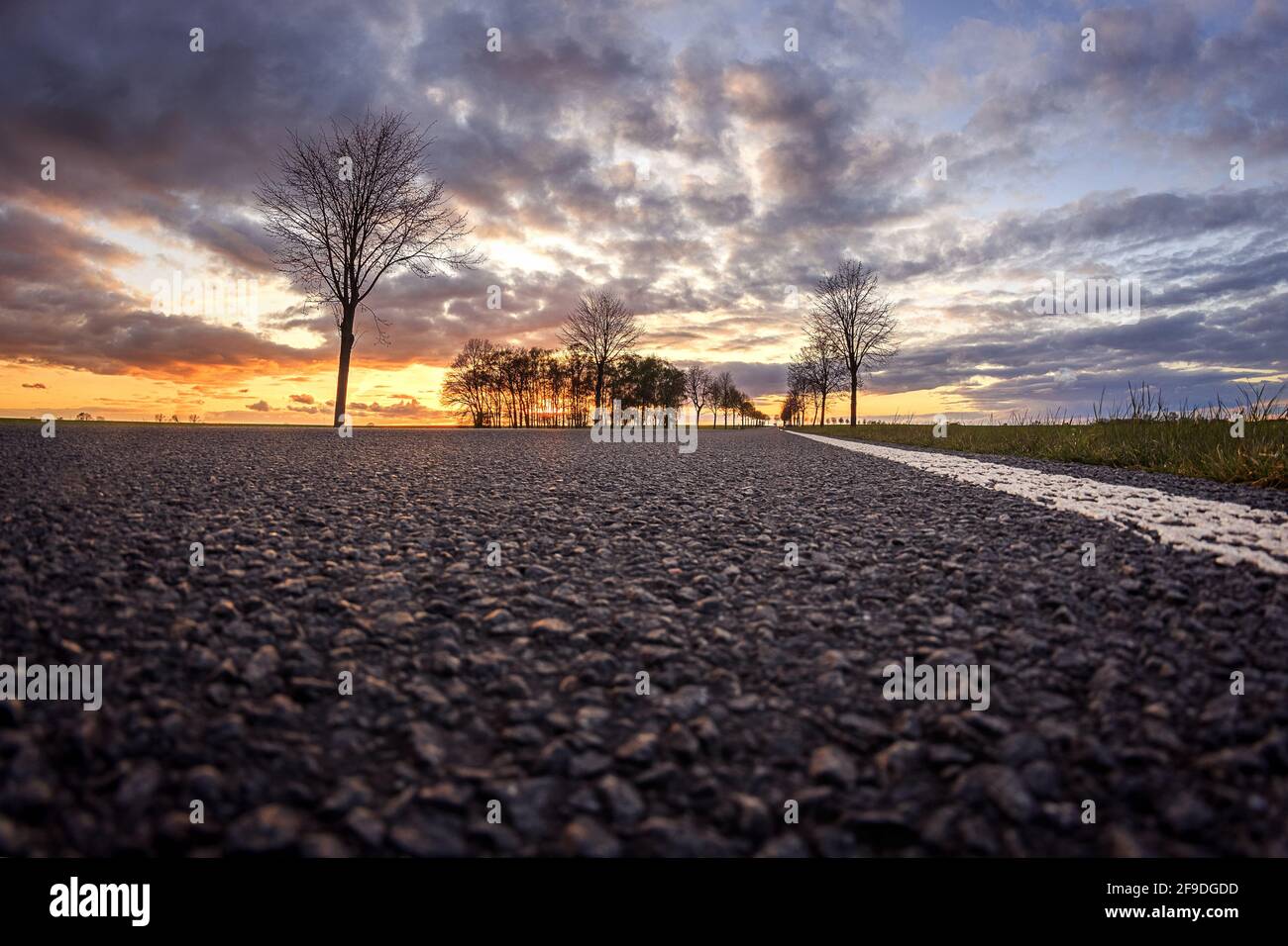 A beautiful low angle view of the asphalt texture and the trees in the ...