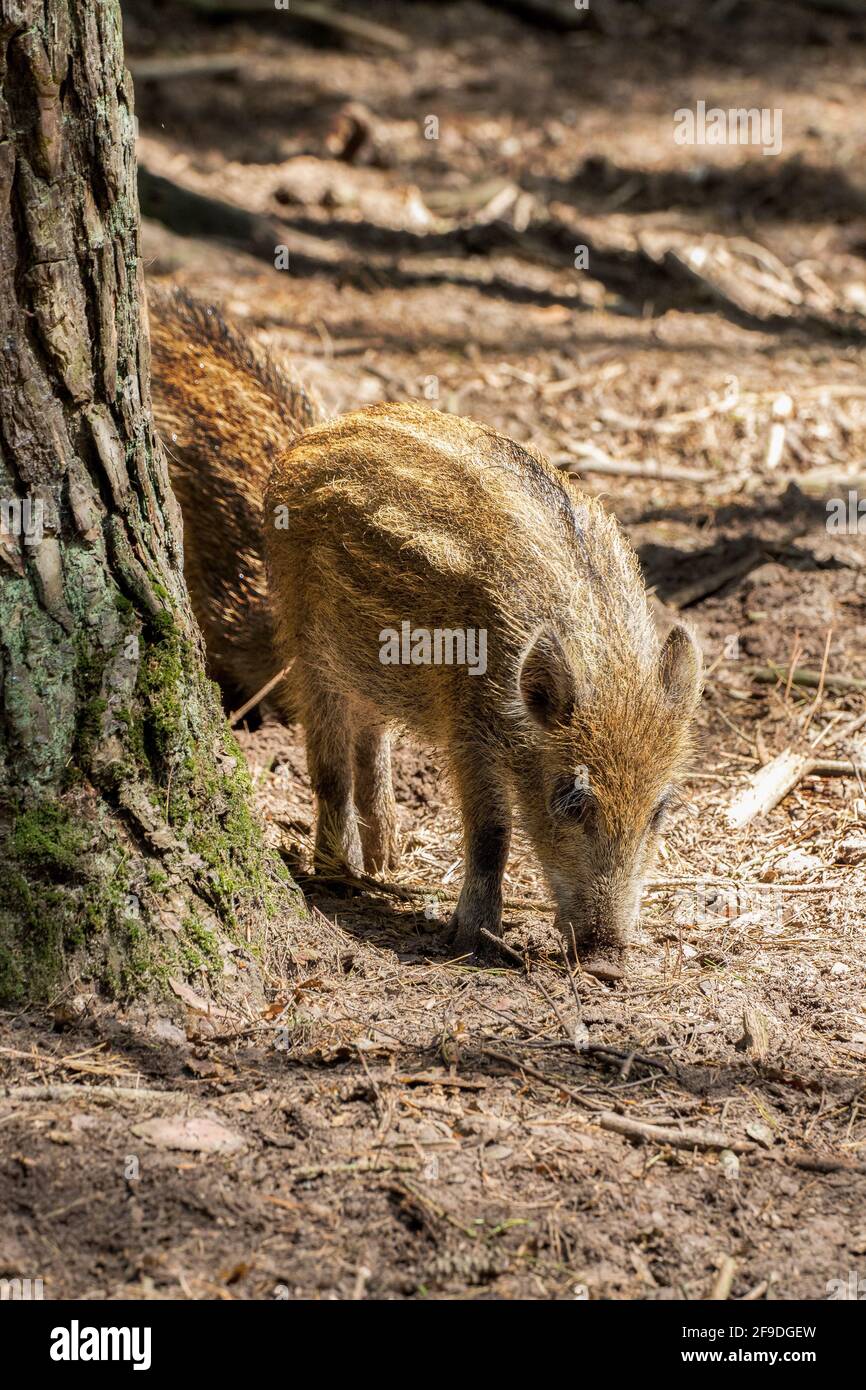 A cute view of a tiny wild boar sniffing the ground in the forest on a ...