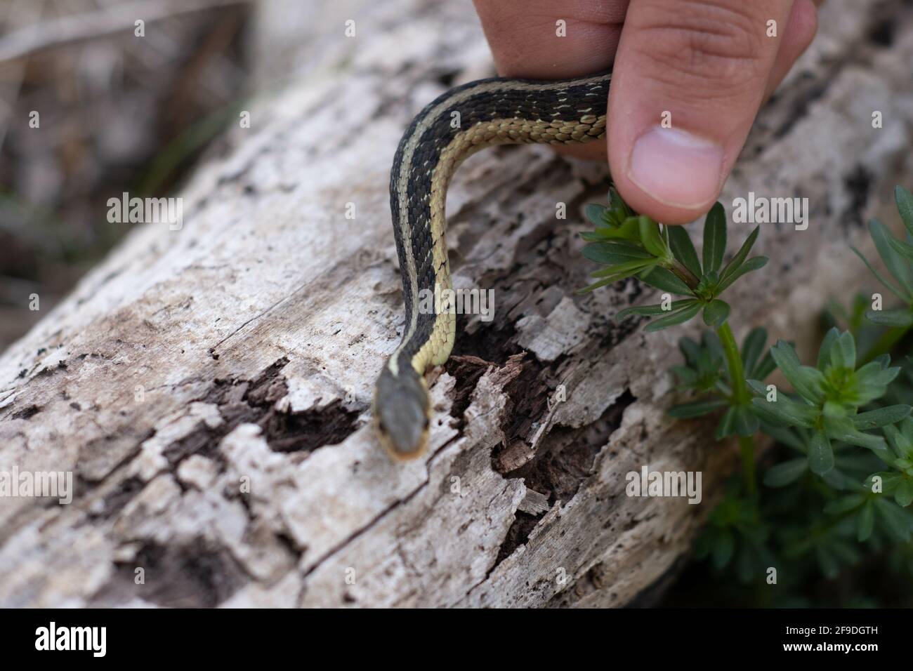A hand picking a tiny snake up from a log Stock Photo - Alamy