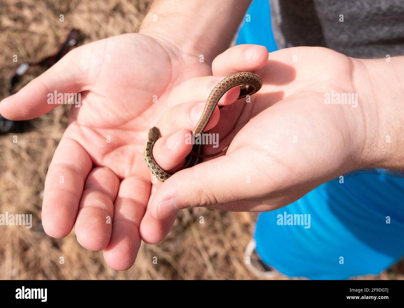 Handling a snake hi-res stock photography and images - Alamy