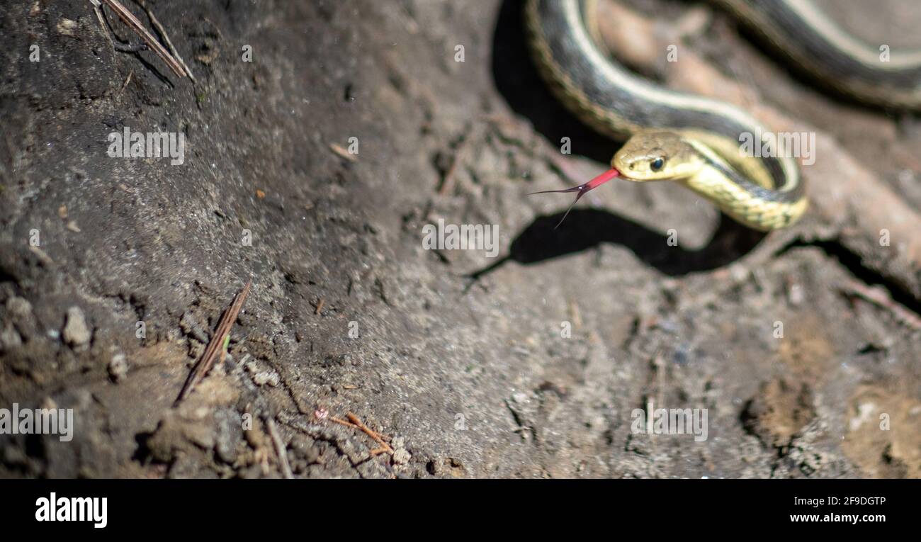 A closeup of a cute snake slithering on the ground with its tongue out ...