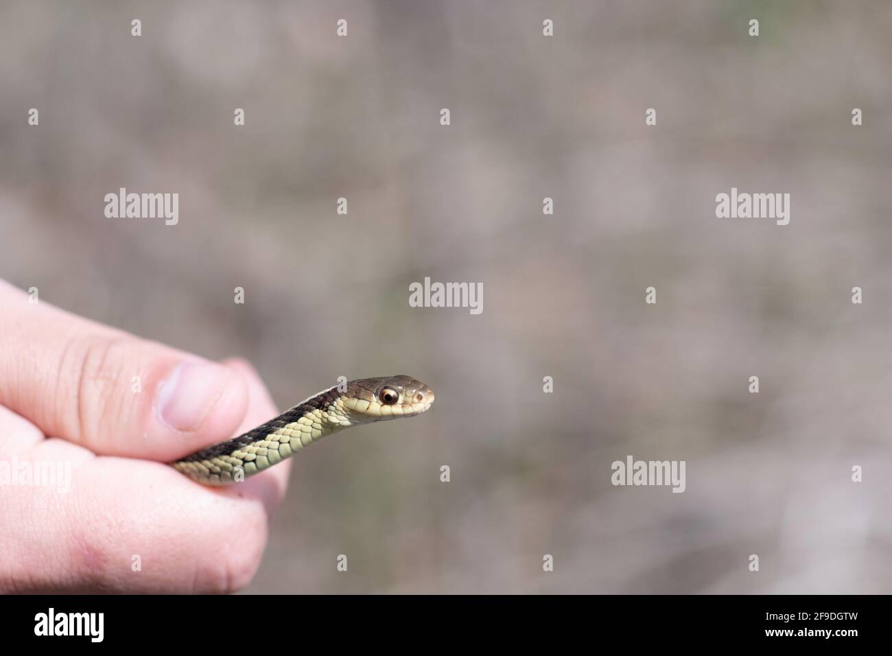 A closeup of a tiny snake held by a hand, looking with wide-open eyes ...